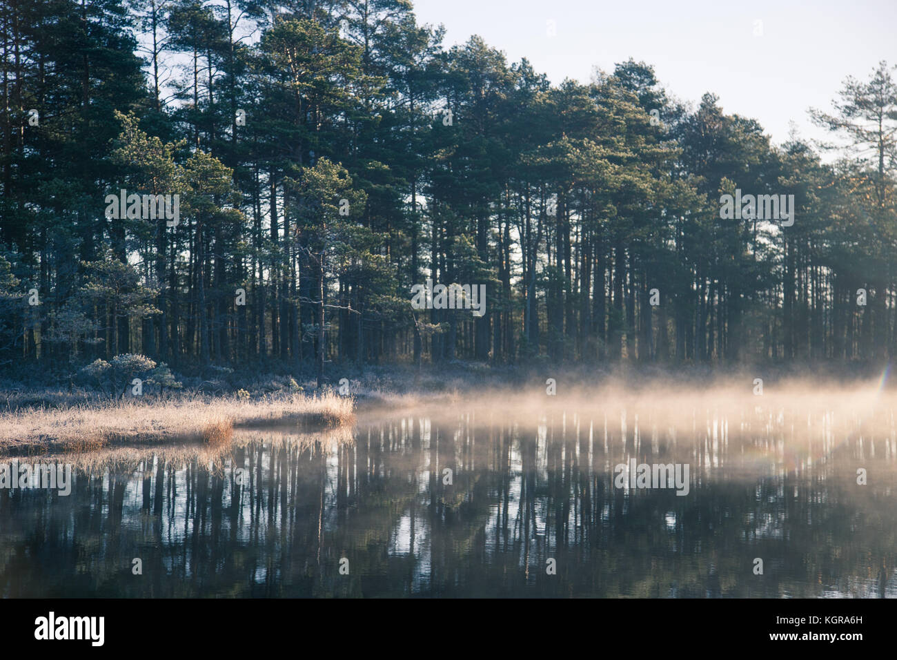 A beautiful swamp pond with a raising mist during the sunrise. Quagmire ...