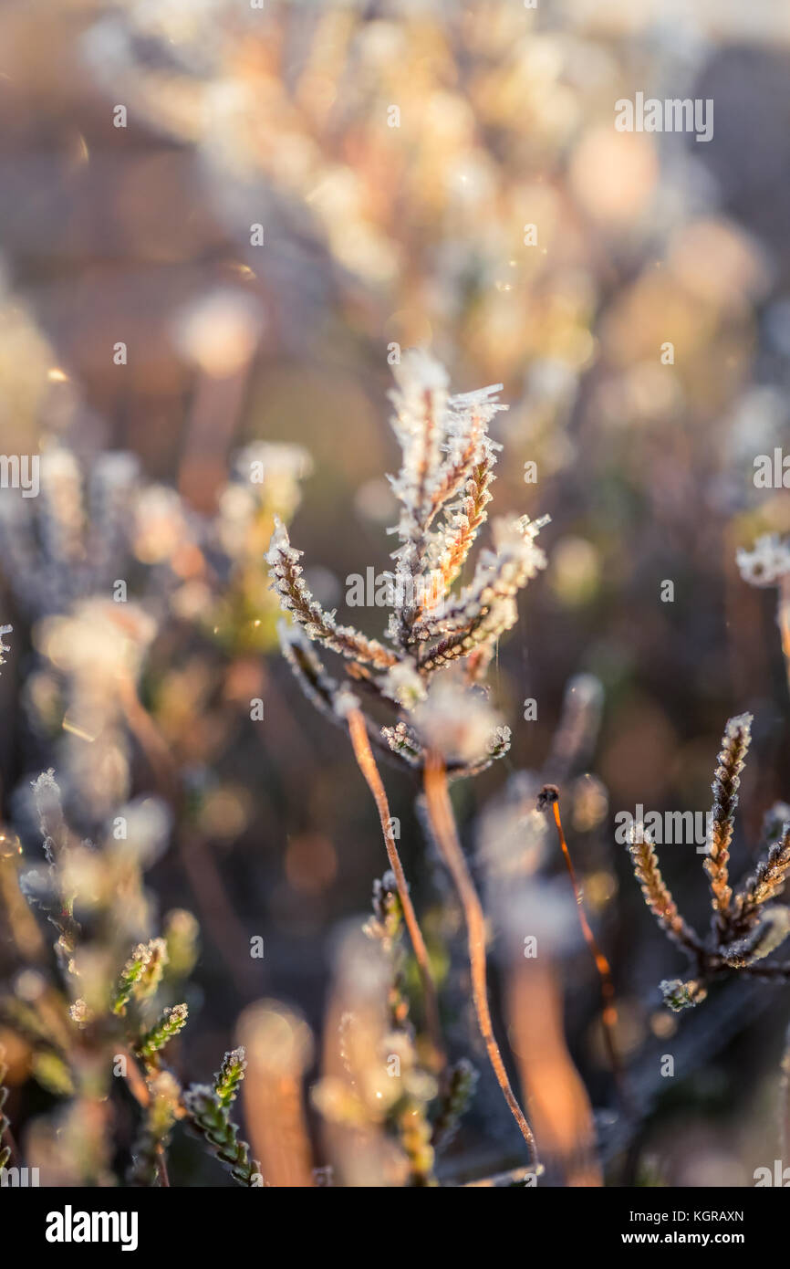 Swamp plants hi-res stock photography and images - Alamy