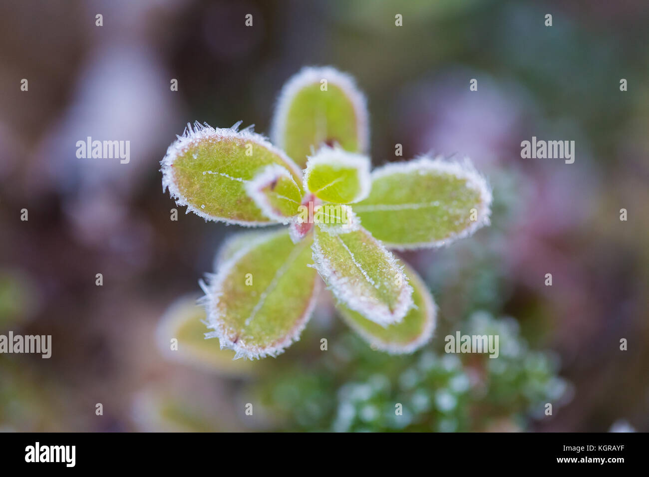 Swamp plants hi-res stock photography and images - Alamy