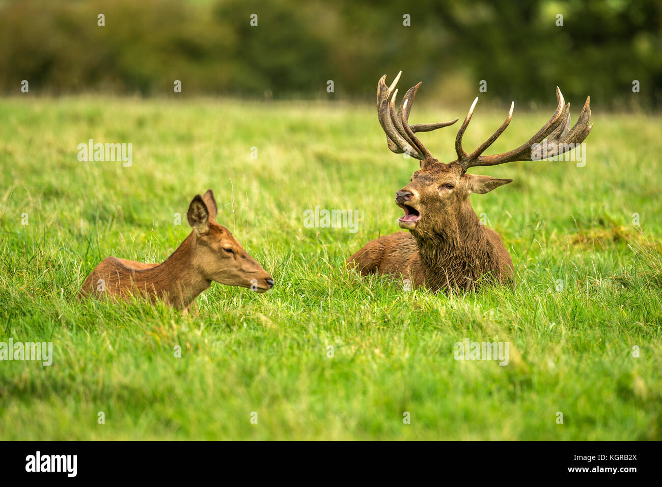 Autumn Red Deer Rut.Image sequence depicting scenes around male Stag's ...