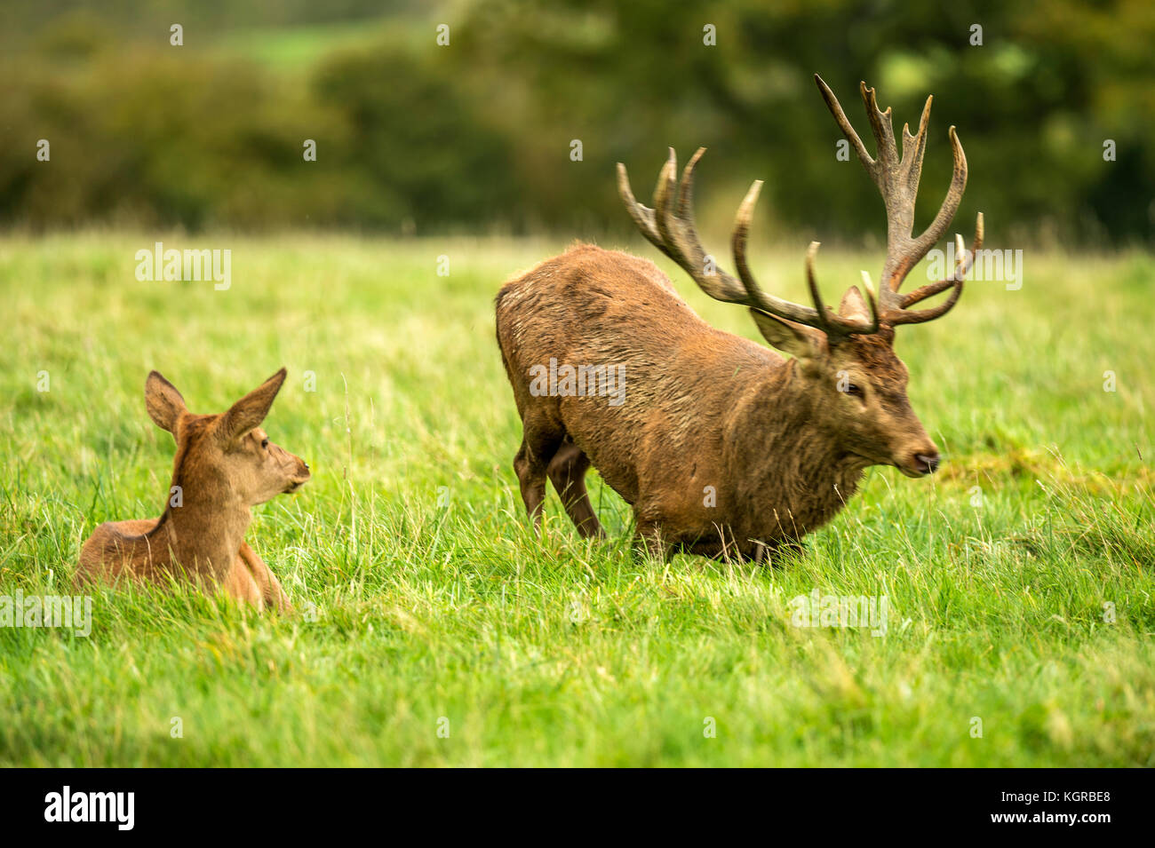 Autumn Red Deer Rut.Image sequence depicting scenes around male Stag's ...