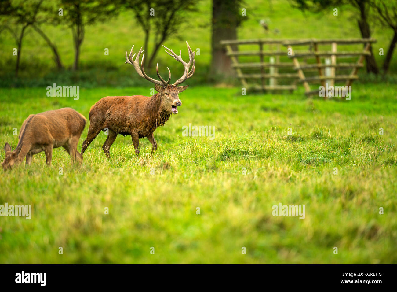 Autumn Red Deer Rut.Image sequence depicting scenes around male Stag's ...