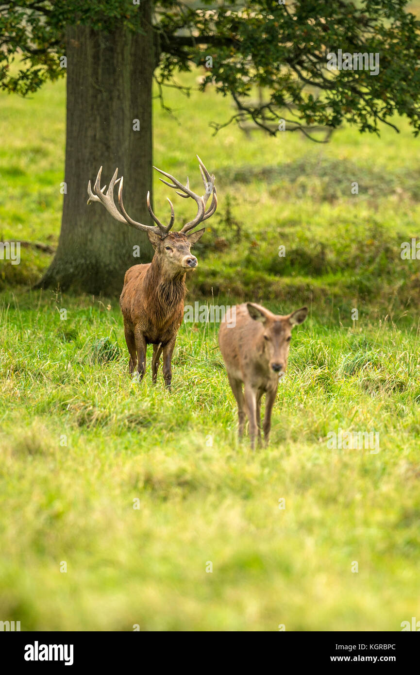 Red deer stag illuminated hi-res stock photography and images - Alamy