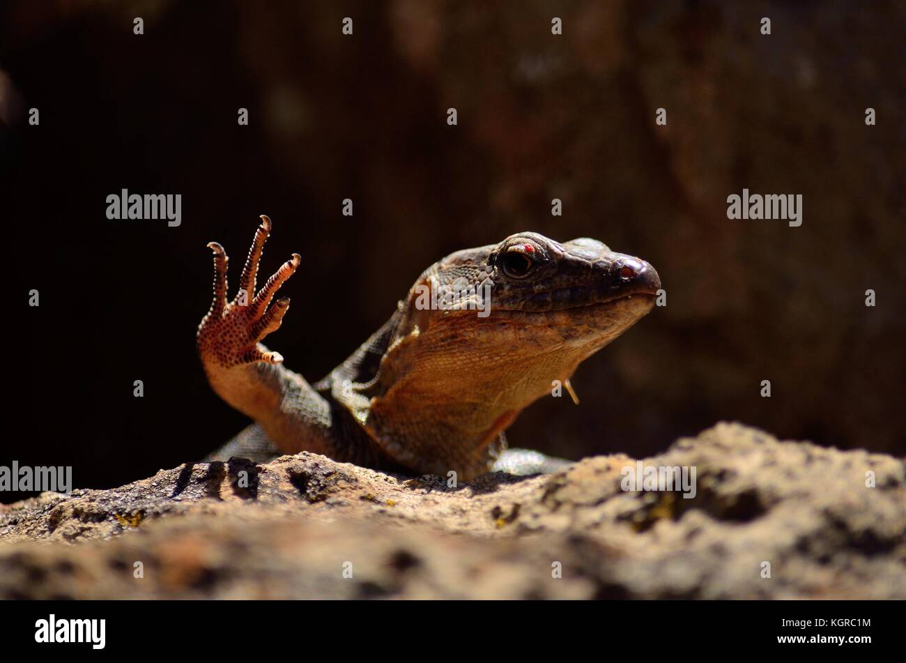 Lizard at the entrance of its lair with the leg raised and greeting ...