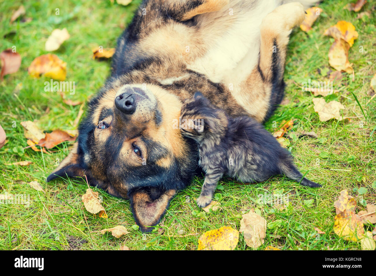 Dogs and little kittens are best friends playing together outdoors ...