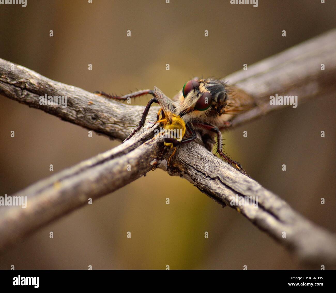 Robber fly on branch and hunting a small bee with its stinger Stock ...