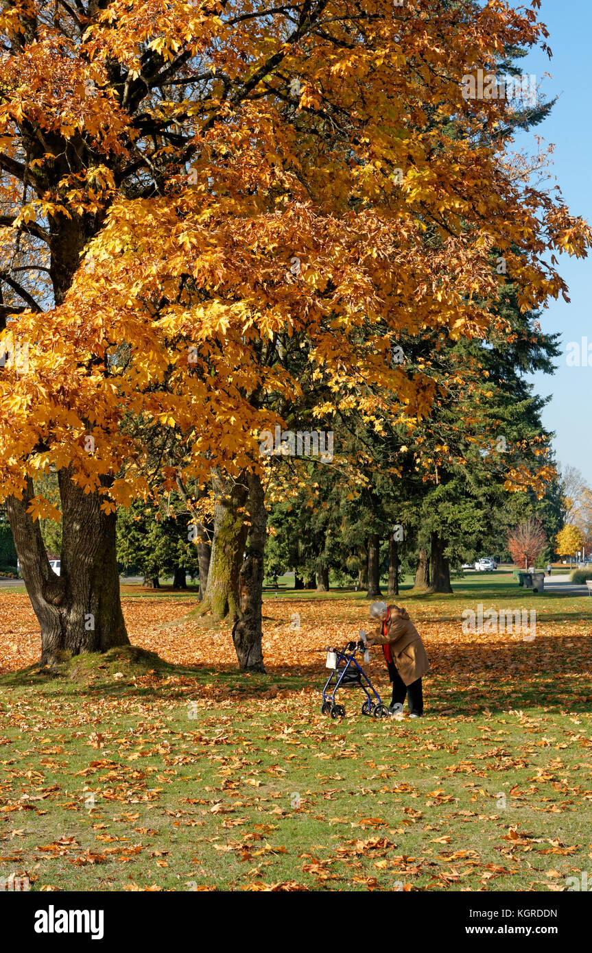 Elderly woman using a support walker under a colorful maple tree in the ...