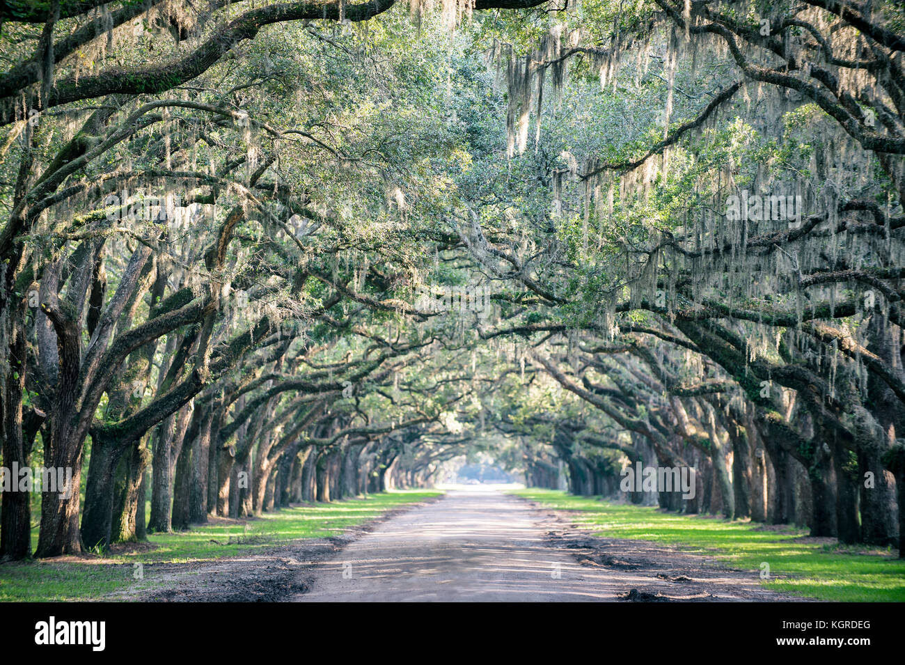 Atmospheric quiet country road lined with oak trees with overhanging ...