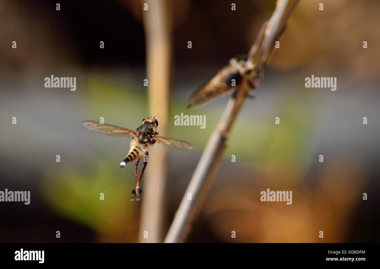 Robber fly, in courtship season performing stunning acrobatics Stock ...