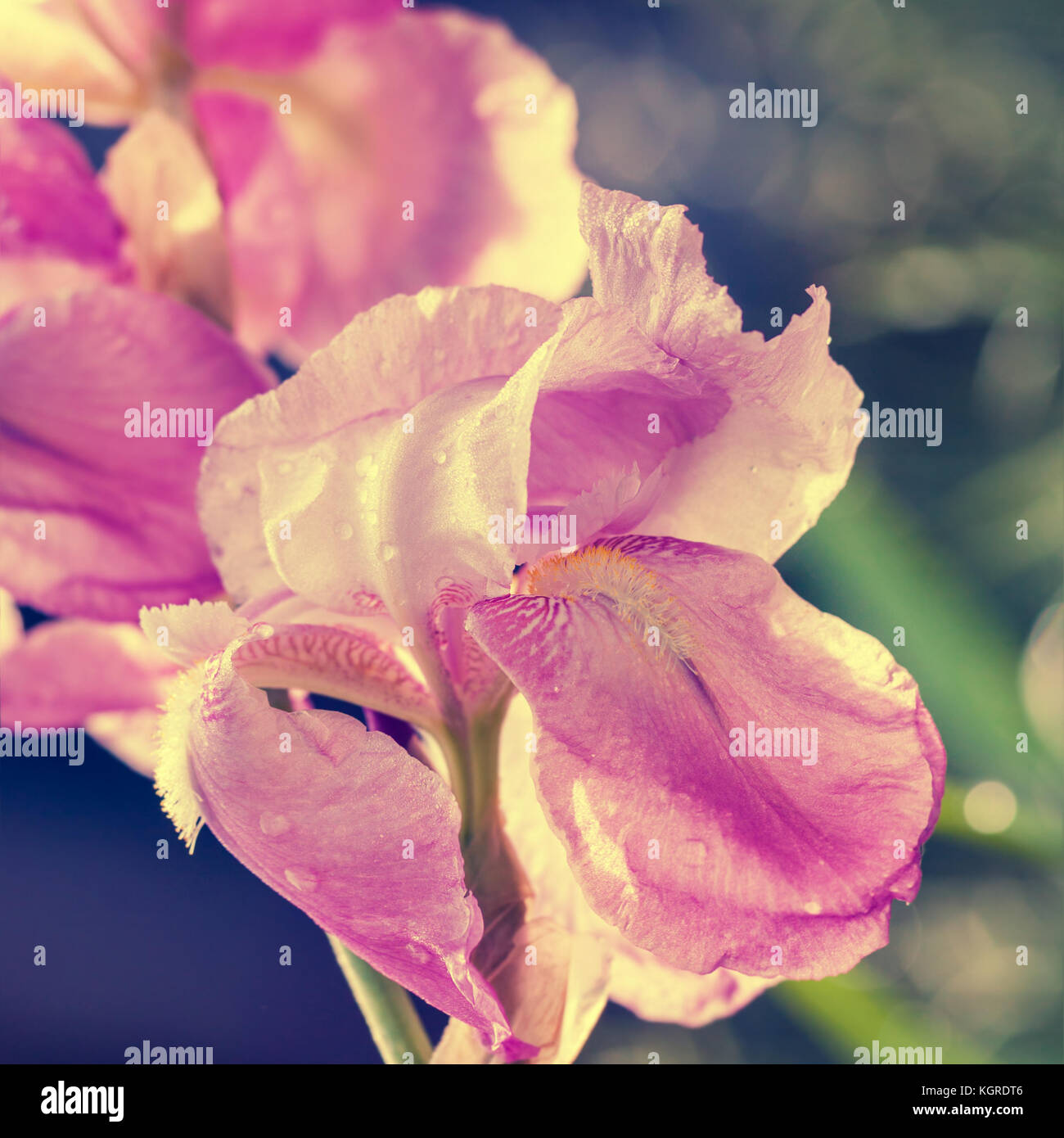 Beautiful pink iris hi-res stock photography and images - Alamy