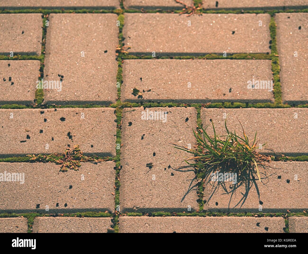 Cobblestone paving footpath with a bunch of grass, concrete cobbles ...