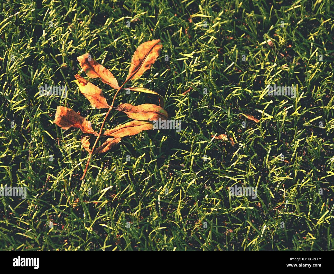Soccer green. End of football season. Dry leaves and seeds fallen on ...