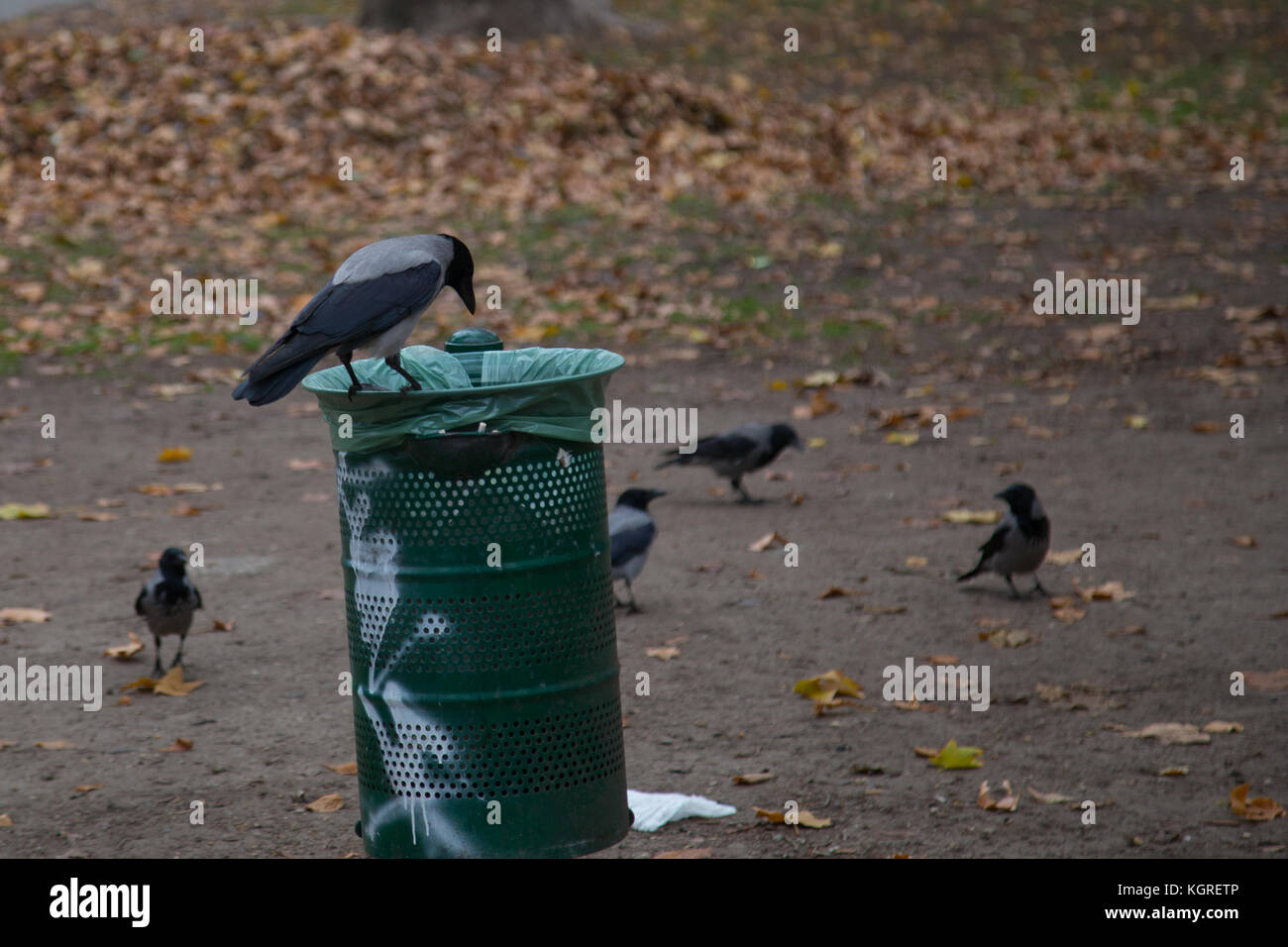 Birds eating garbage hi-res stock photography and images - Alamy