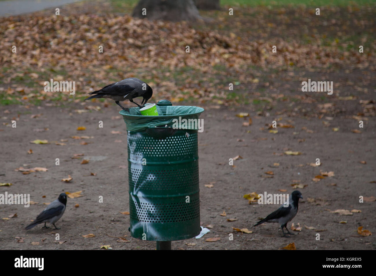 Bird eating garbage hi-res stock photography and images - Alamy