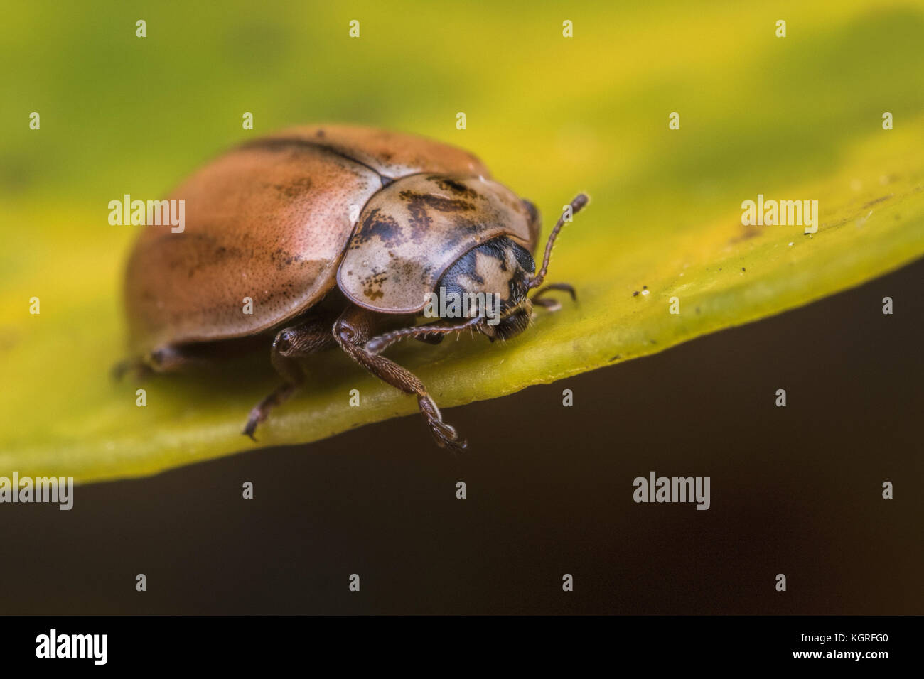 Larch Ladybird (Aphidecta obliterata) resting on leaf. Cahir, Tipperary ...