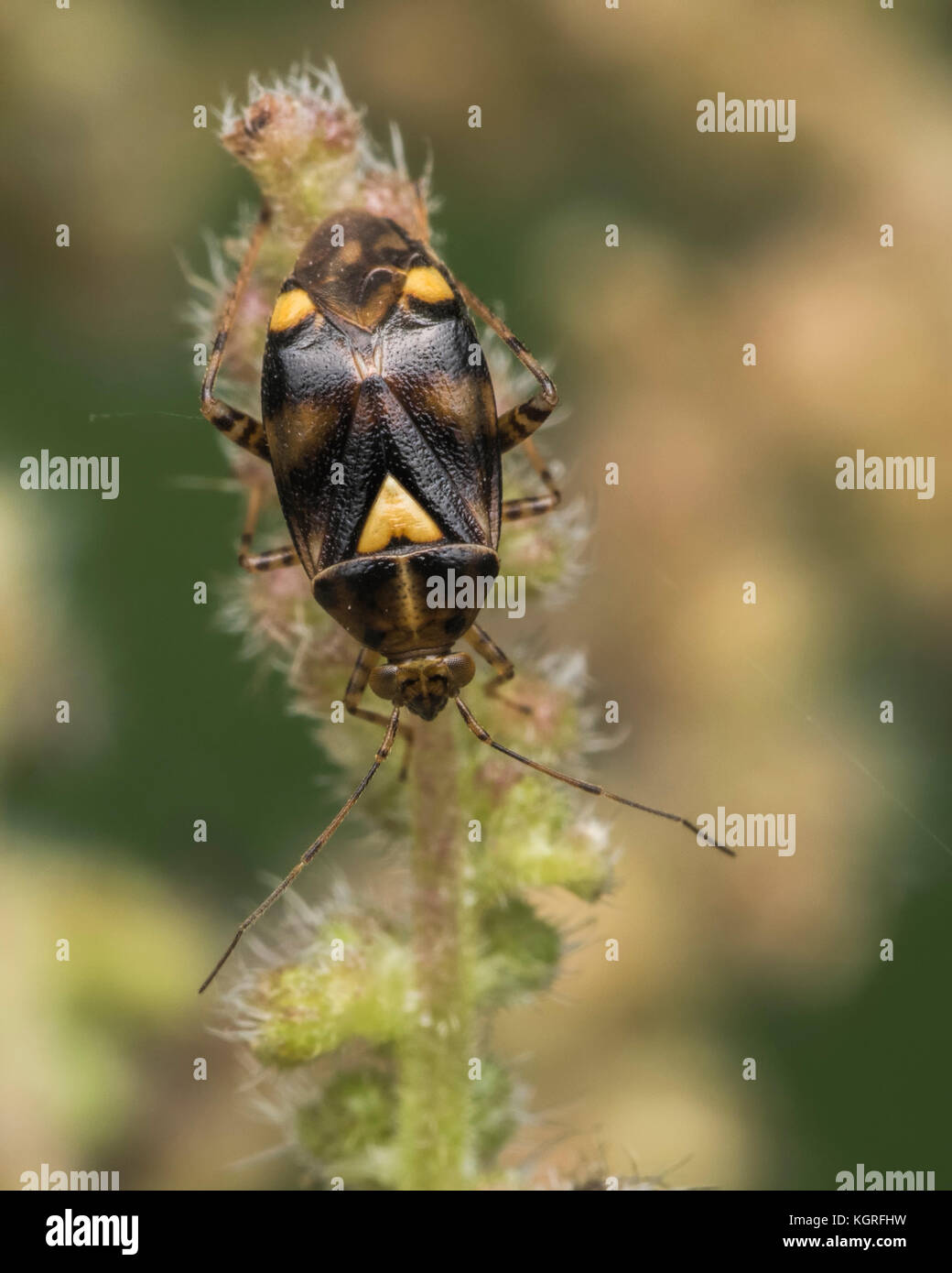 Nettle bug hi-res stock photography and images - Alamy
