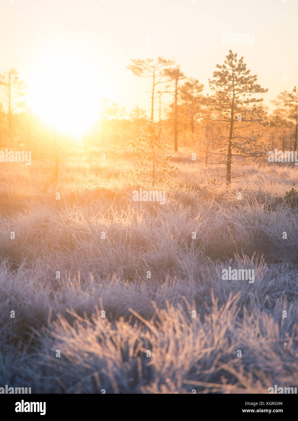 Beautiful morning landscape with a rising sun. Colorful scenery of a ...