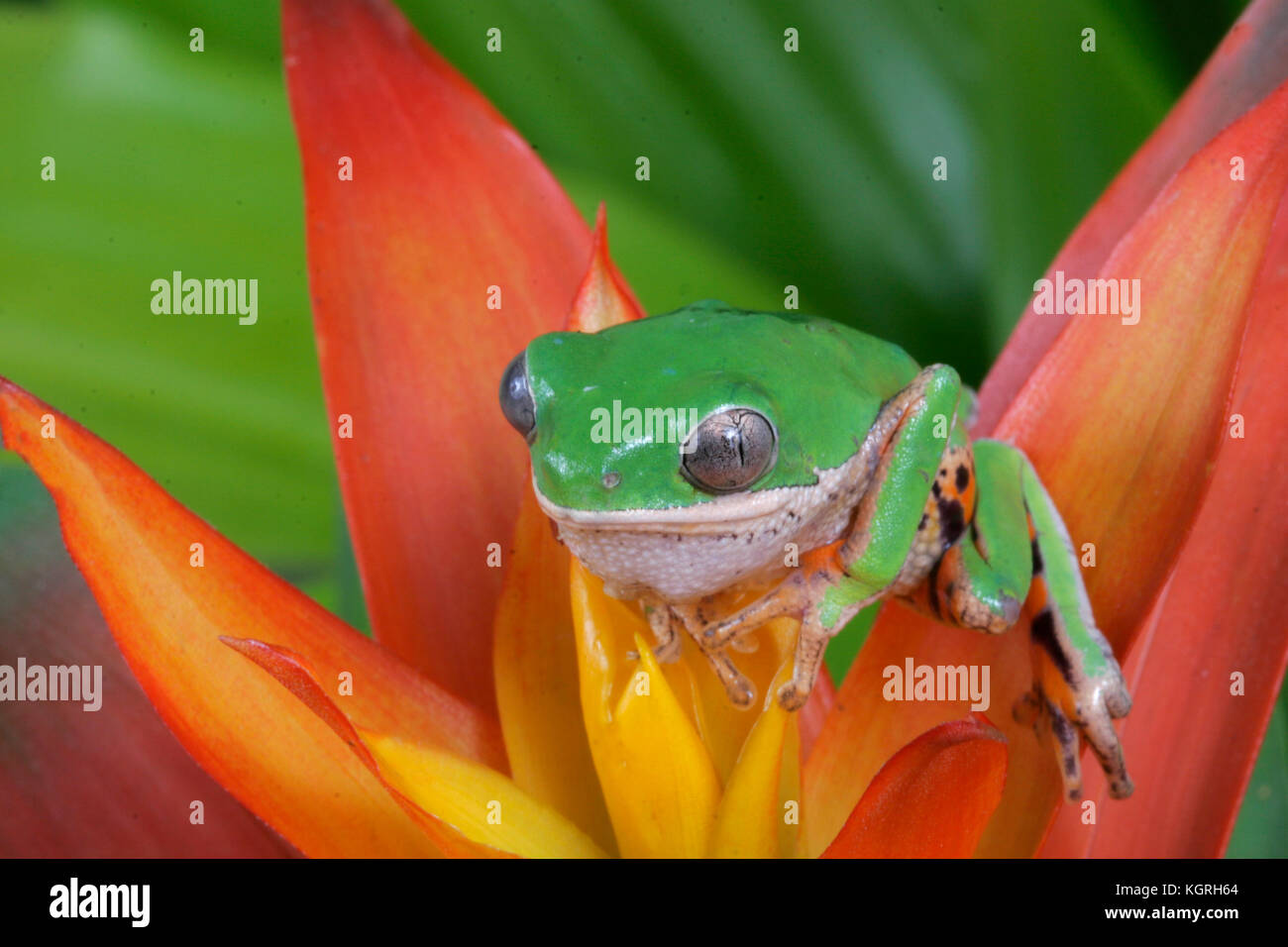 Tiger leg monkey tree frog hi-res stock photography and images - Alamy