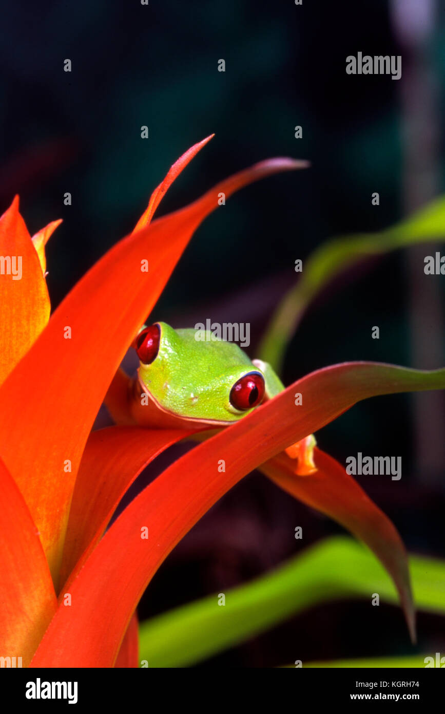 Red Eye Tree Frog, Agalychnis callidryas, Costa Rica Stock Photo - Alamy