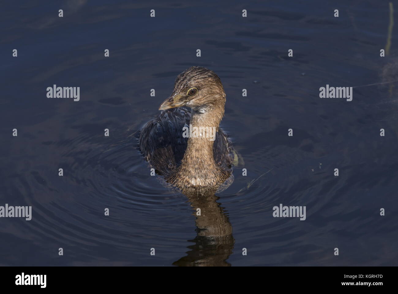 Devil bird hi-res stock photography and images - Alamy