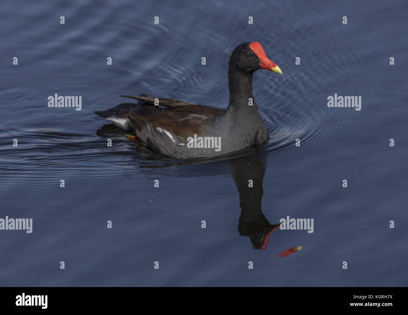 Common gallinule, Gallinula galeata, (recently split from Common ...