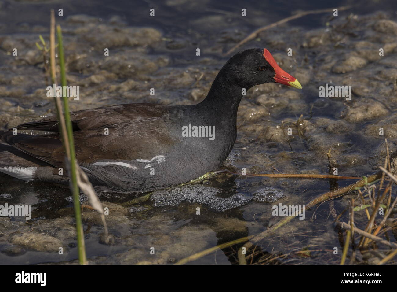 Common gallinule, Gallinula galeata, (recently split from Common ...