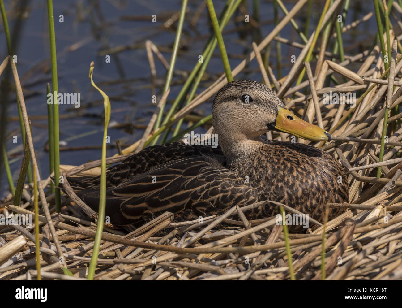 Mottled duck, Anas fulvigula, on Florida wetland, winter Stock Photo ...