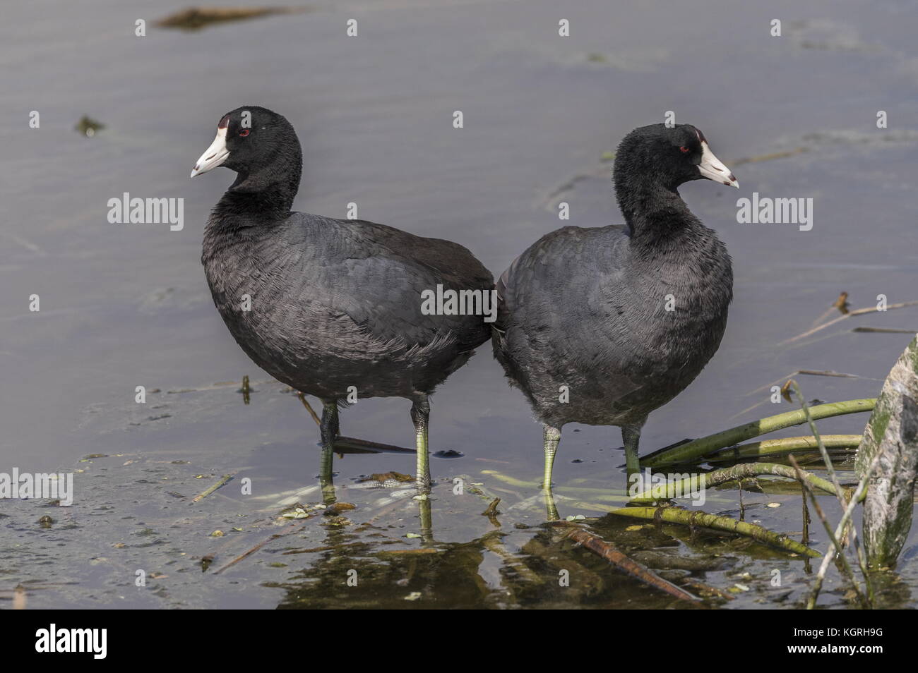 American coots hi-res stock photography and images - Alamy