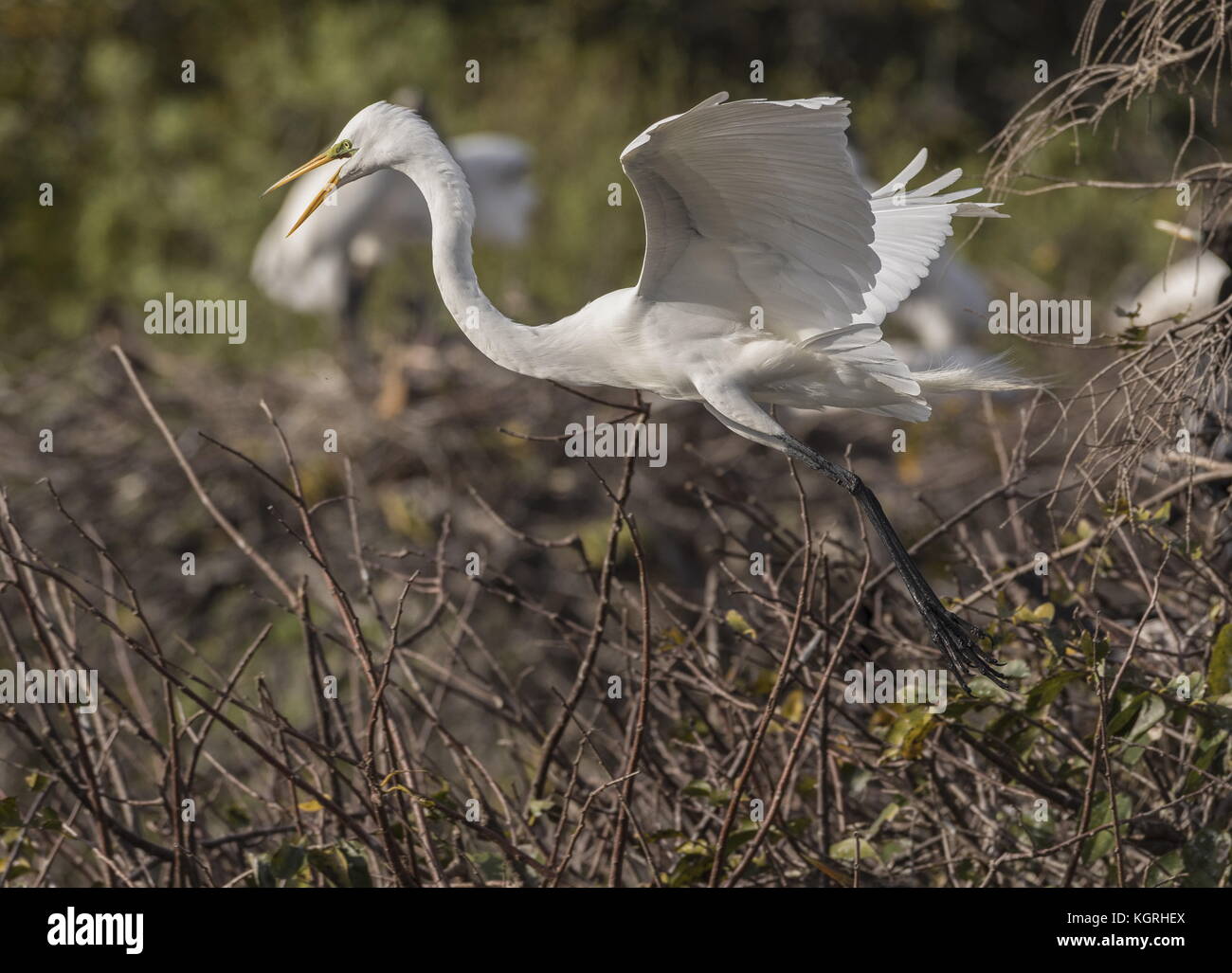 Great egret, Ardea alba, also known as great white egret as the ...