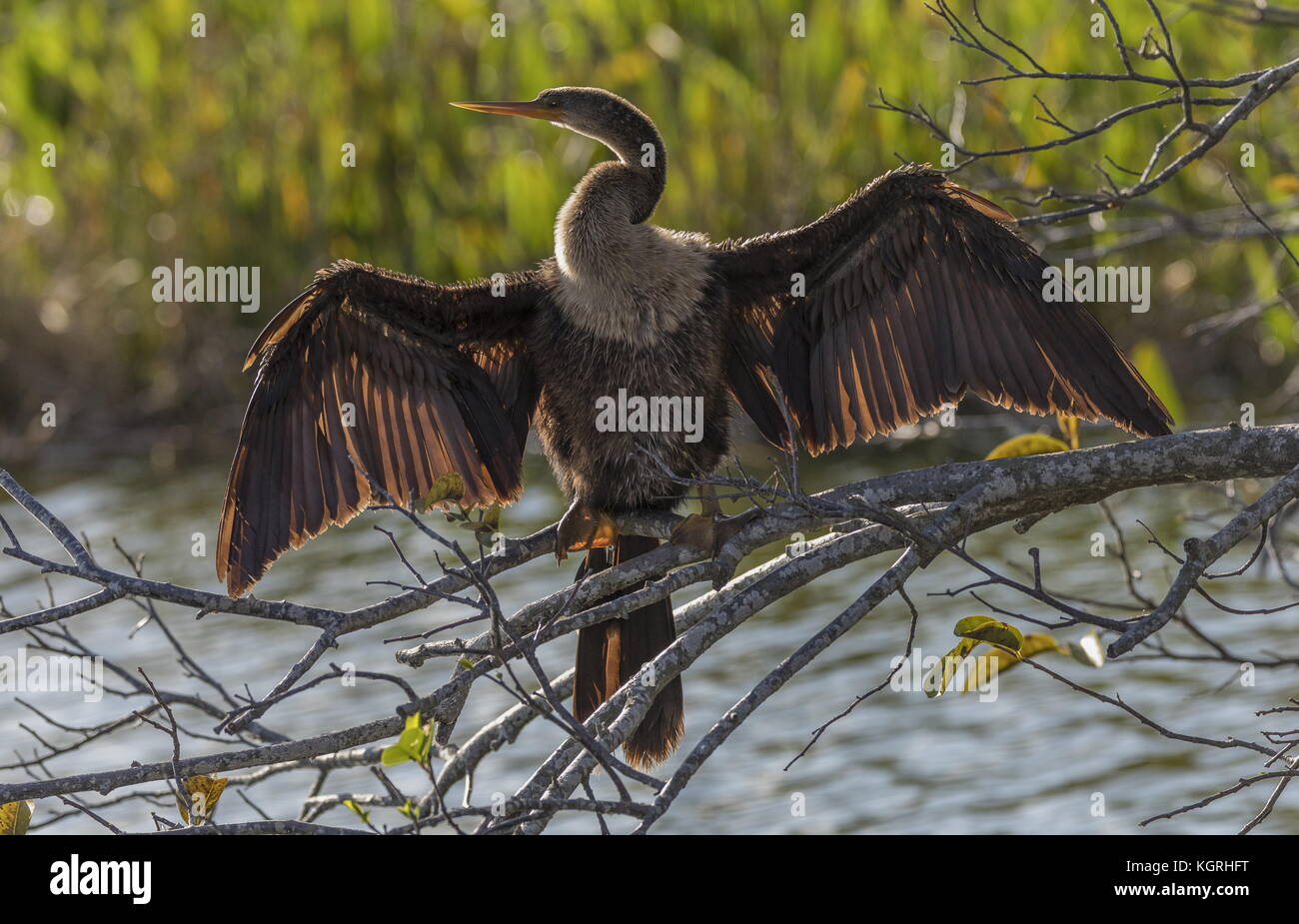 Anhinga, Anhinga anhinga, drying wings after diving, in Florida. They ...