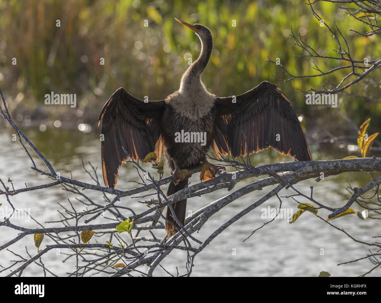 Anhinga, Anhinga anhinga, drying wings after diving, in Florida. They ...
