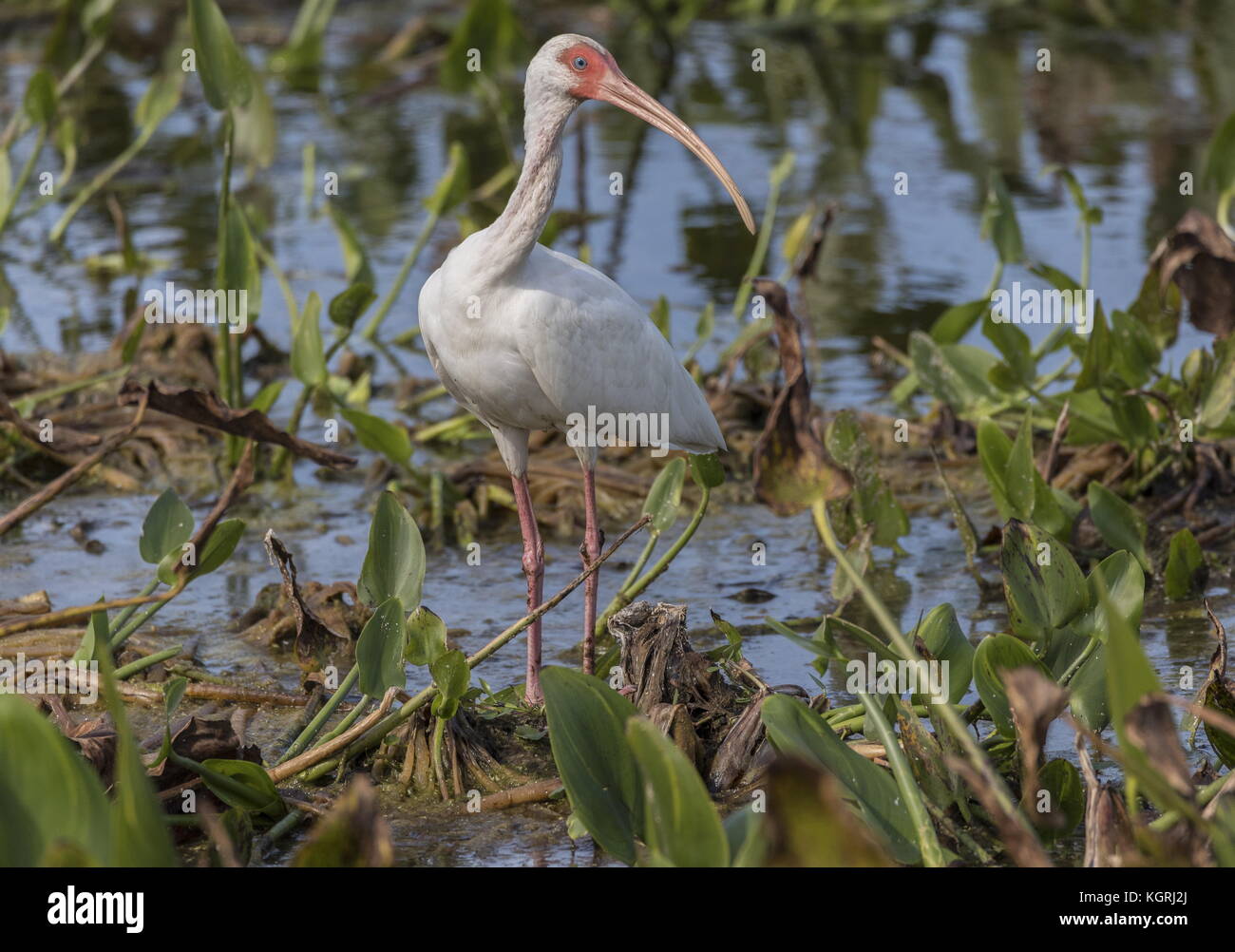 American white ibis, Eudocimus albus, feeding in wetlands, Florida ...