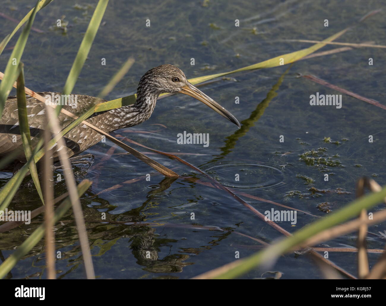 Limpkin, Aramus guarauna, feeding in wetlands, Florida Stock Photo - Alamy