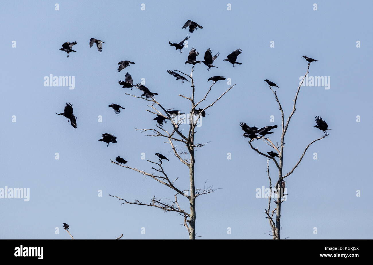 American crow flying hi-res stock photography and images - Alamy
