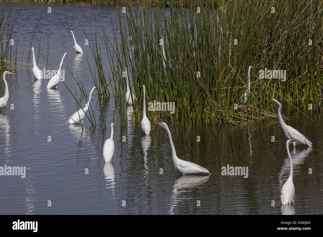 Large group of Great egrets, Ardea alba, also known as great white ...