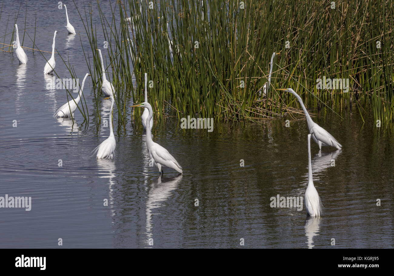 Large group of Great egrets, Ardea alba, also known as great white ...