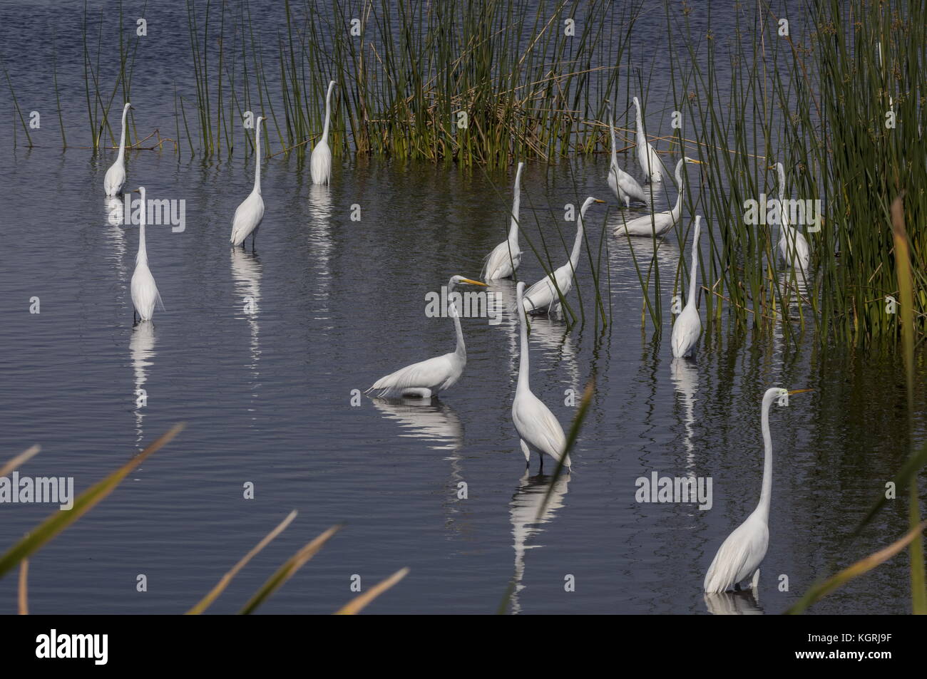 Large group of Great egrets, Ardea alba, also known as great white ...