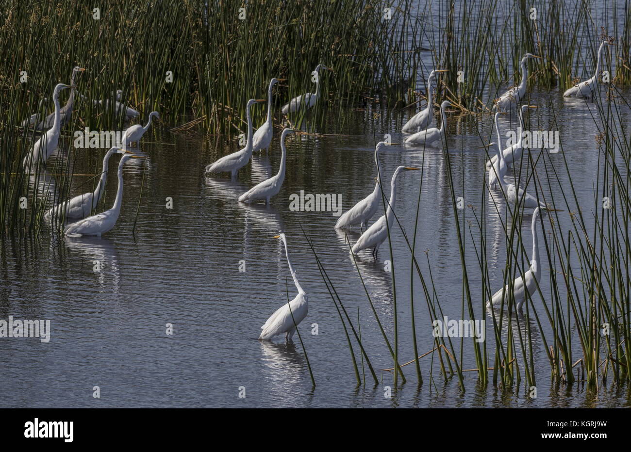 Large group of Great egrets, Ardea alba, also known as great white ...