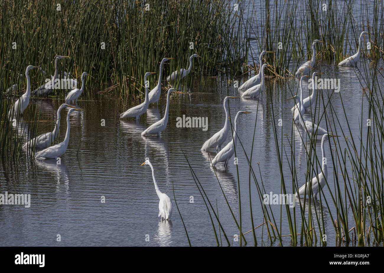 Large group of Great egrets, Ardea alba, also known as great white ...