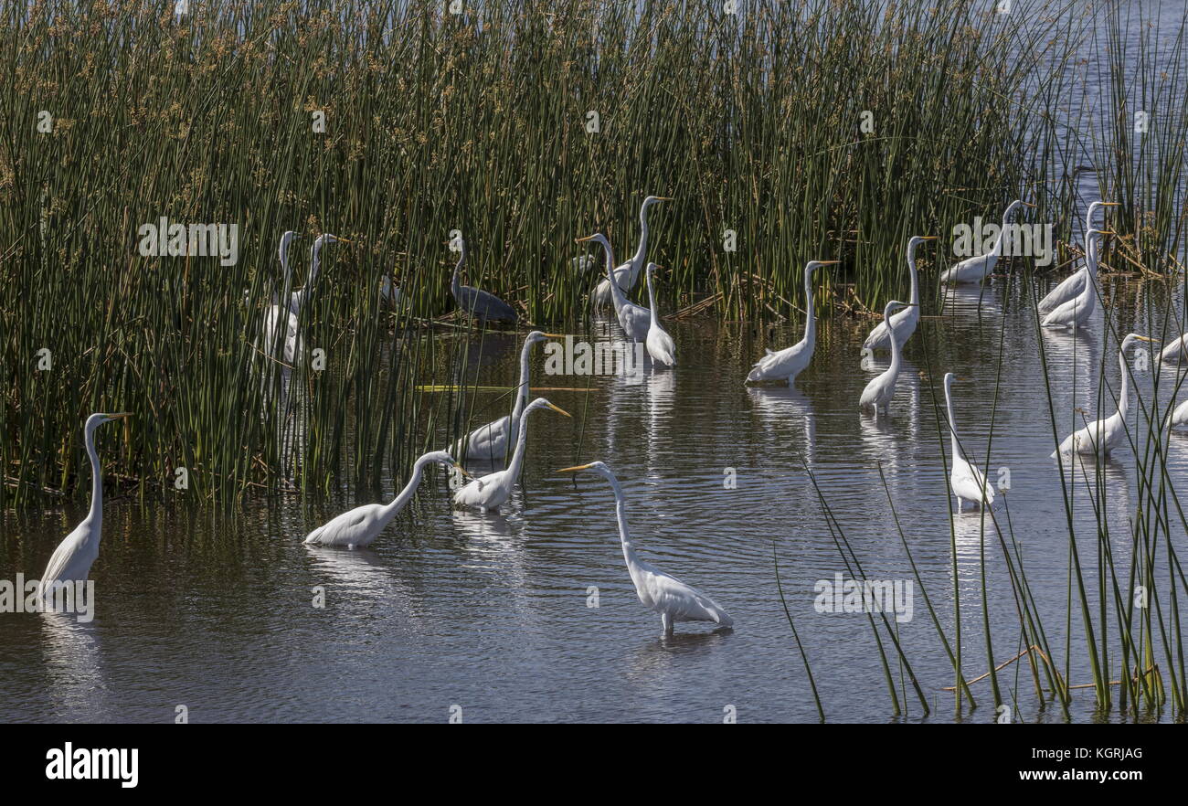 Large group of Great egrets, Ardea alba, also known as great white ...