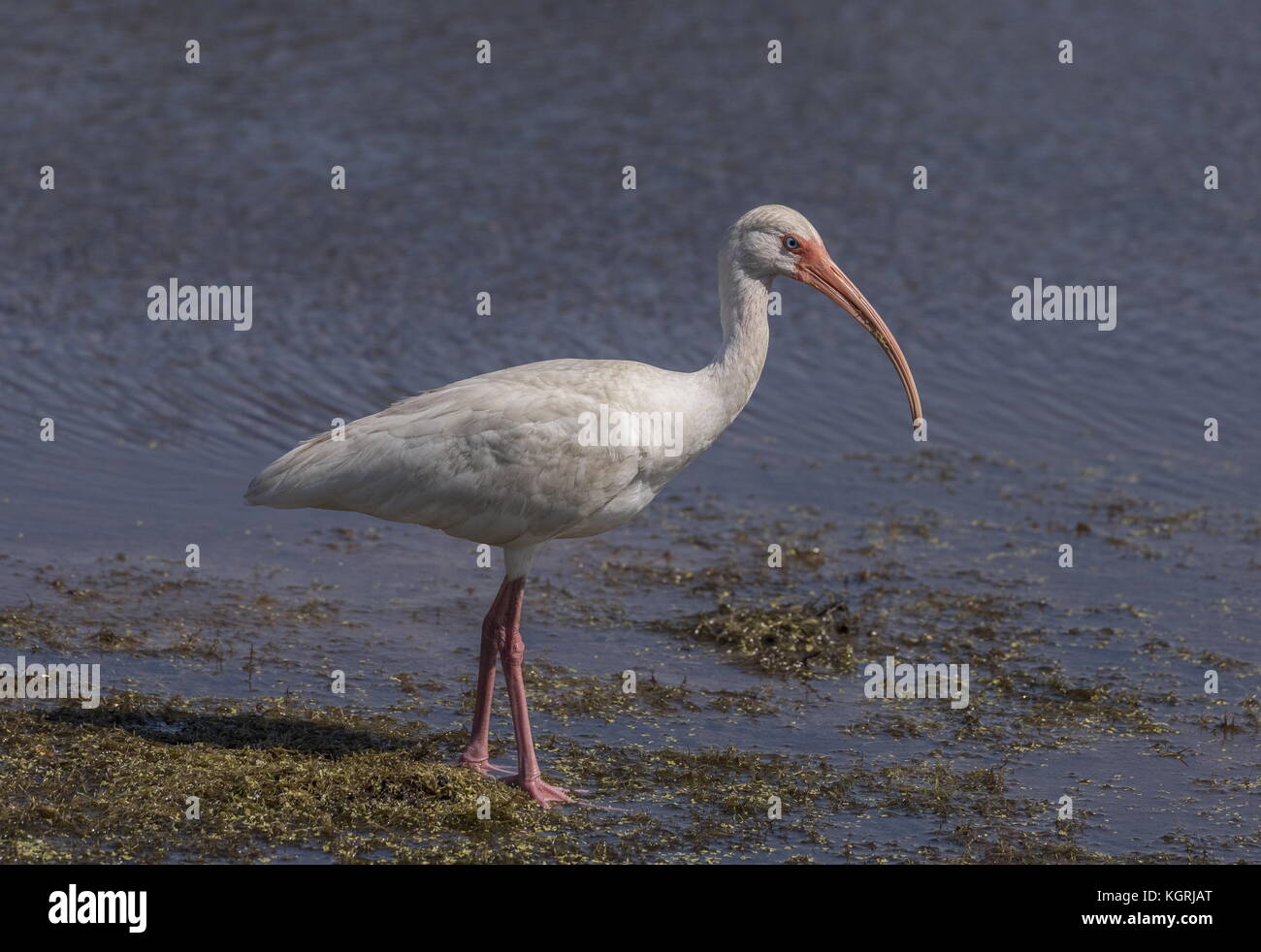 American white ibis, Eudocimus albus, feeding in wetlands, Florida ...