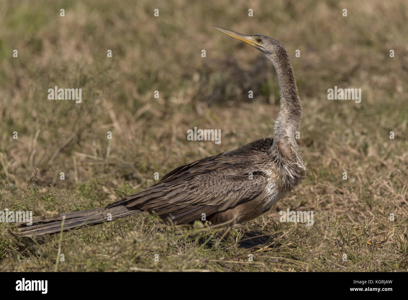 Semi aquatic bird hi-res stock photography and images - Alamy