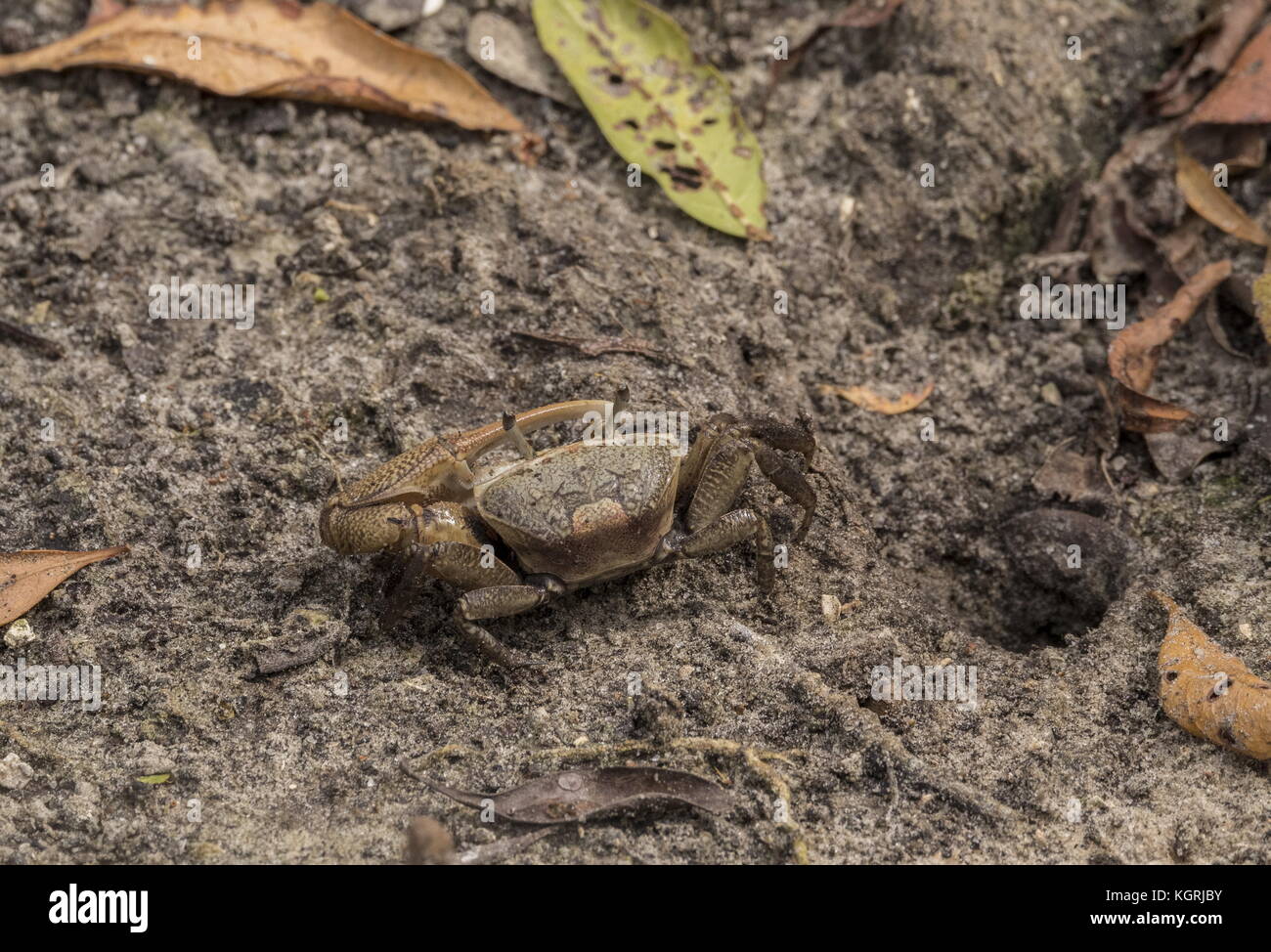 A Fiddler crab at its burrow in mangroves, probably Burger's Fiddler ...