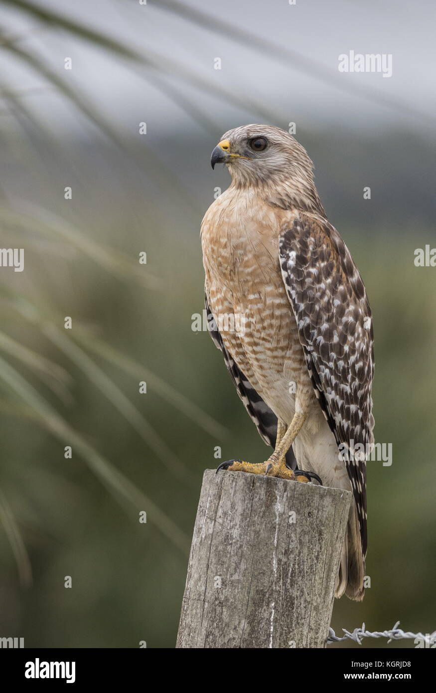 Red shouldered hawk hi-res stock photography and images - Alamy
