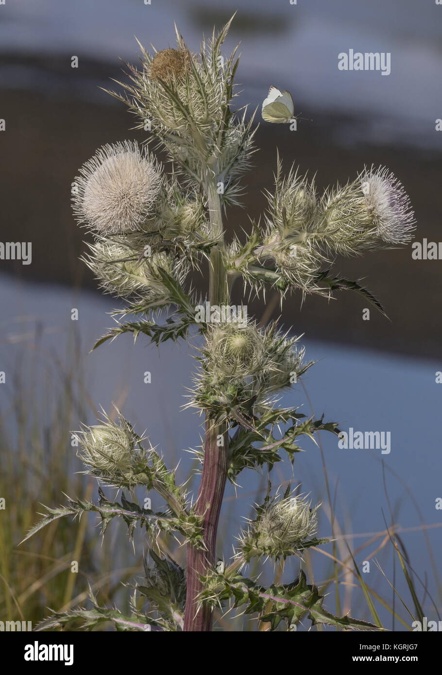Bristly thistle, Cirsium horridulum, in flower with creamy-white ...