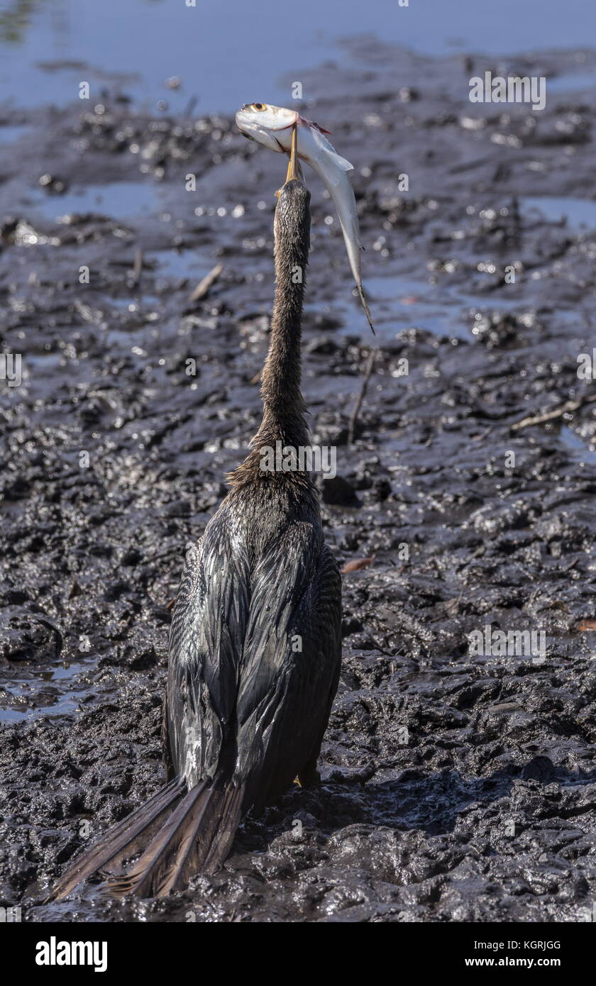 American mud fish hi-res stock photography and images - Alamy