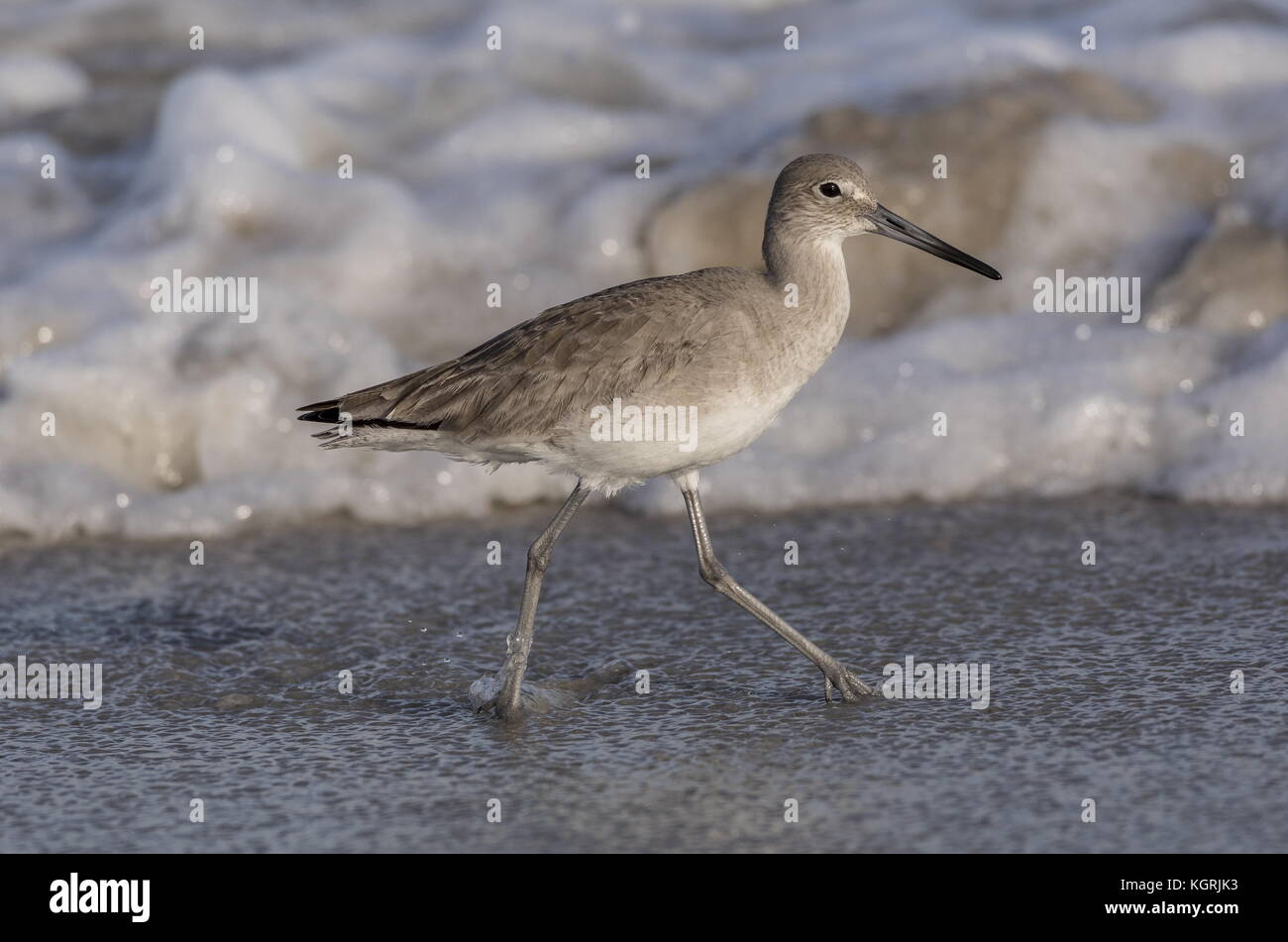 Willet, Catoptrophorus semipalmatus, as subspecies Catoptrophorus ...