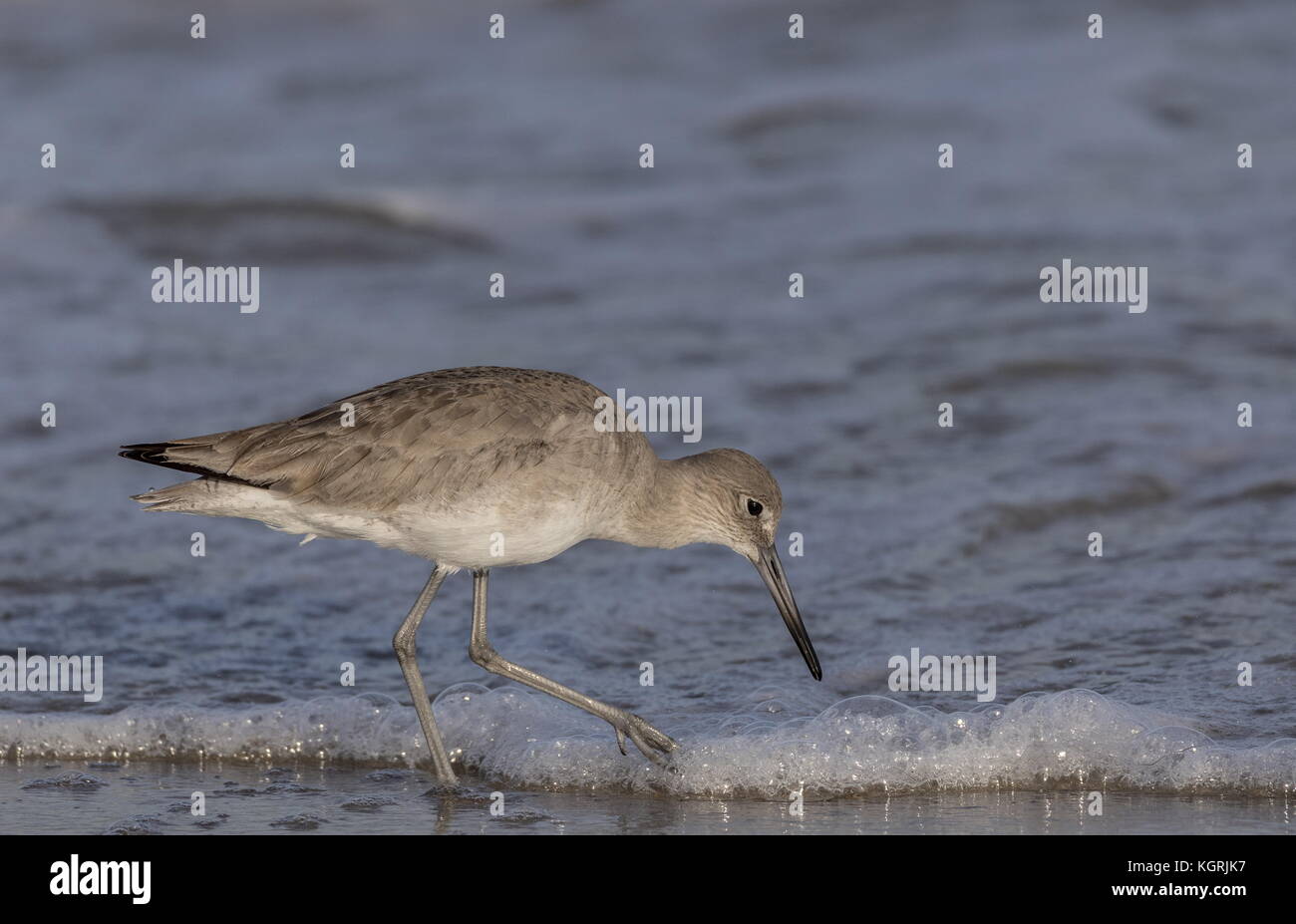 Willet, Catoptrophorus semipalmatus, as subspecies Catoptrophorus ...