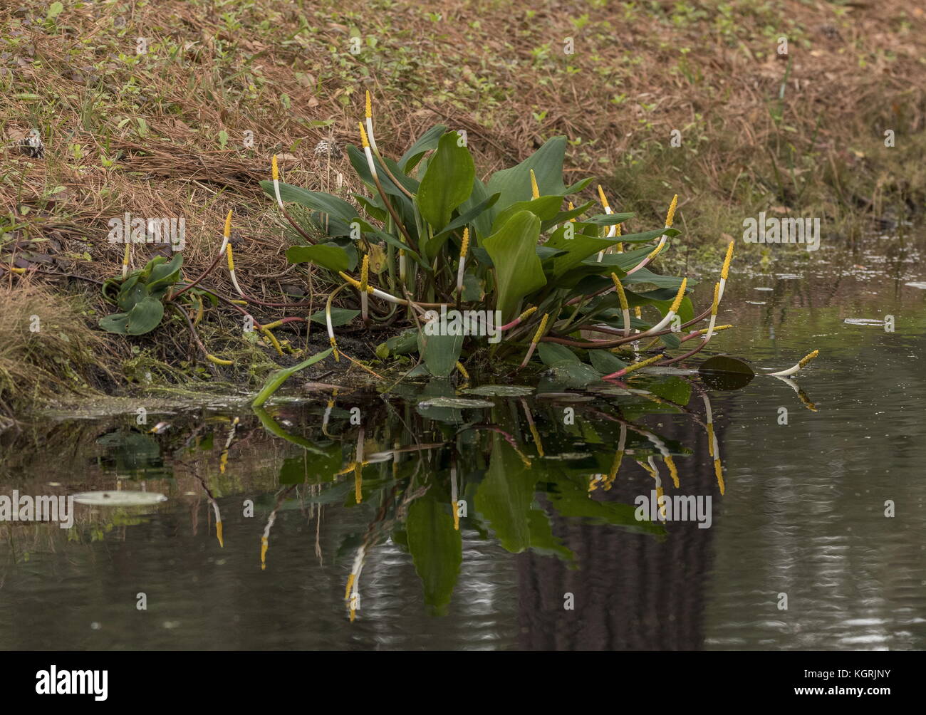 Clump of Golden-club, Orontium aquaticum, in Okefenokee Swamp, Georgia ...