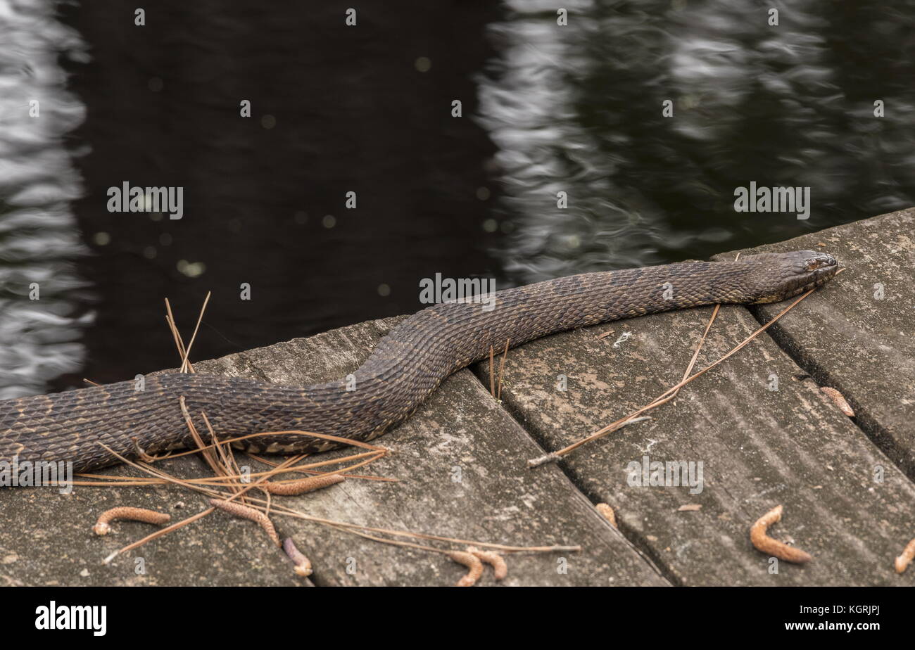 Florida Water Snake, Nerodia fasciata pictiventris basking on jetty, in ...